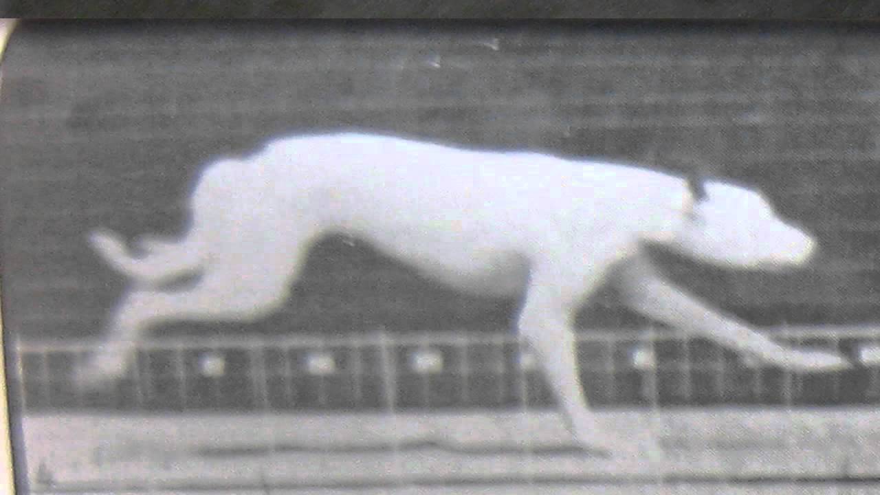 muybridge dog running - YouTube