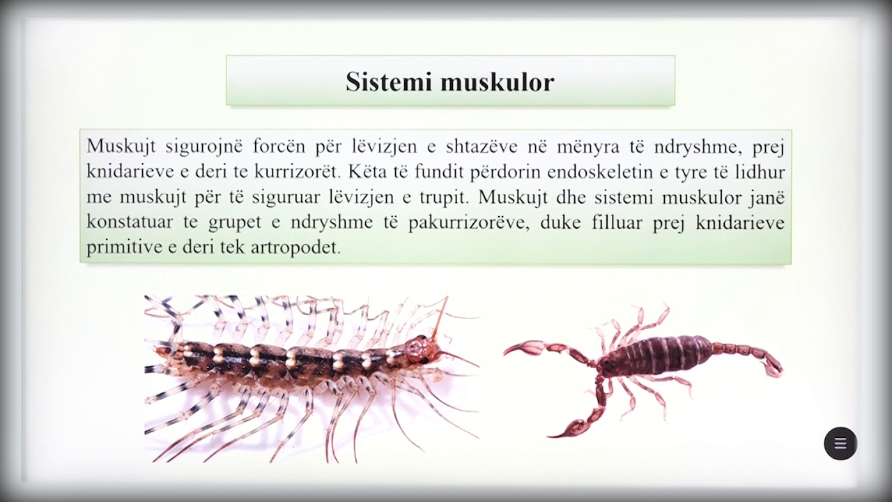 8 06 016 - Java e tetë - Biologji - Sistemi Muskulor - YouTube