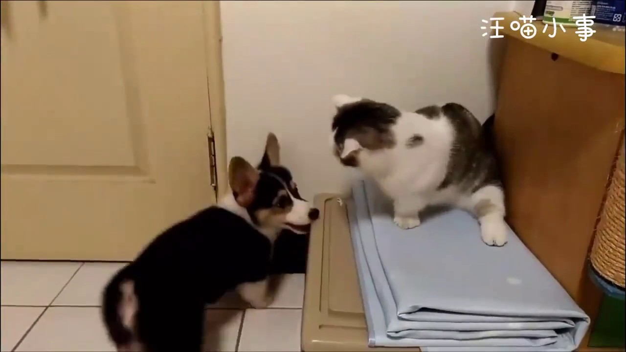 Corgi and Cat Fighting battle - Corgi lover Channel - YouTube