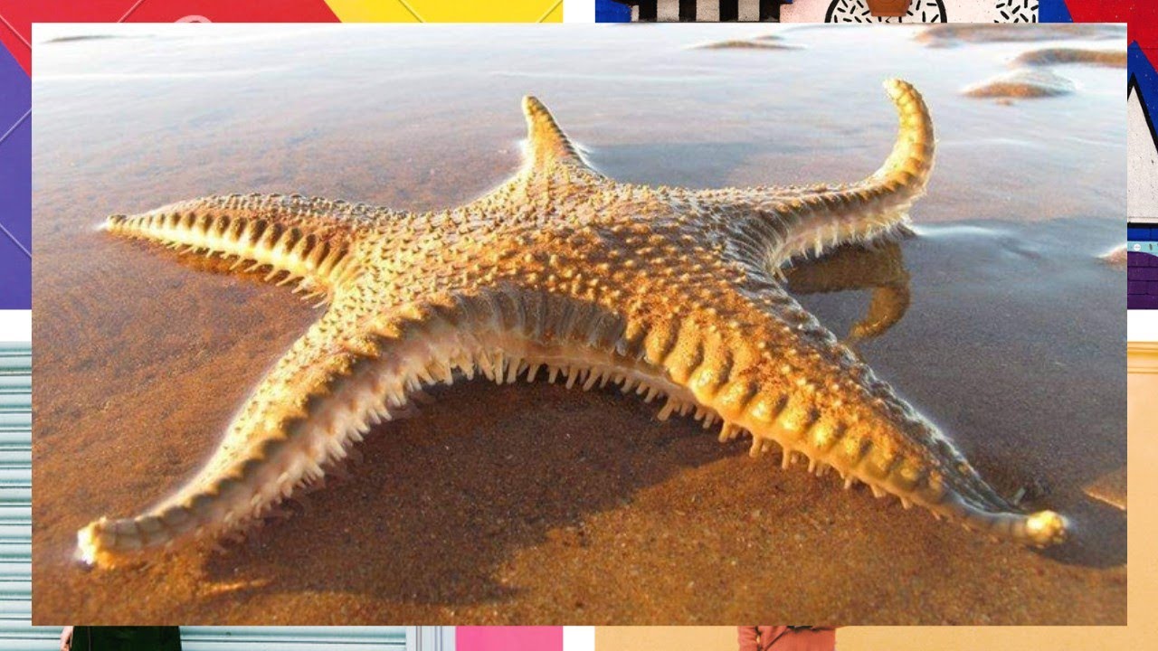The discovery of the oldest starfish in the world dating back 480 ...