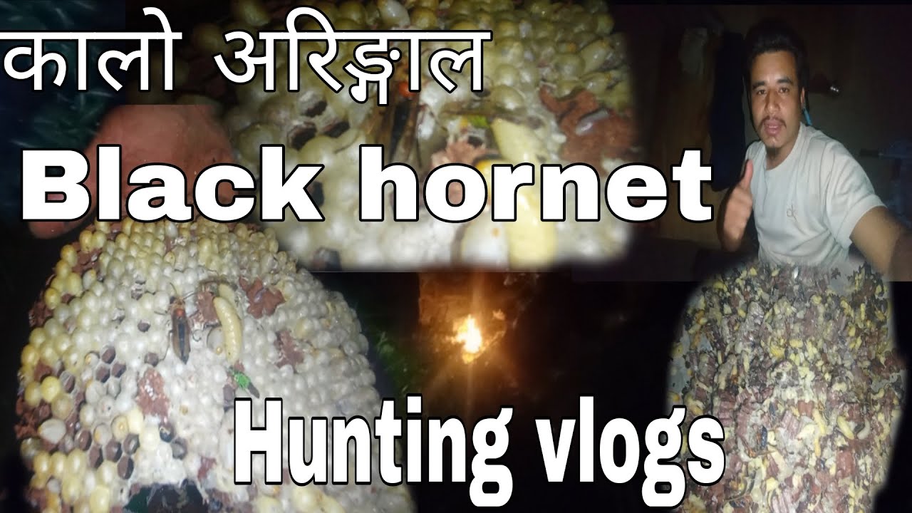 BLACK HORNET HUNTING AT NIGHT IN NEPALI VILLAGE COOKING AND EATING ...