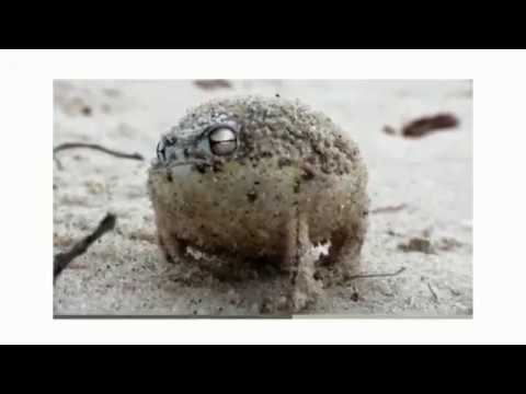 Fist Bump Frog - YouTube