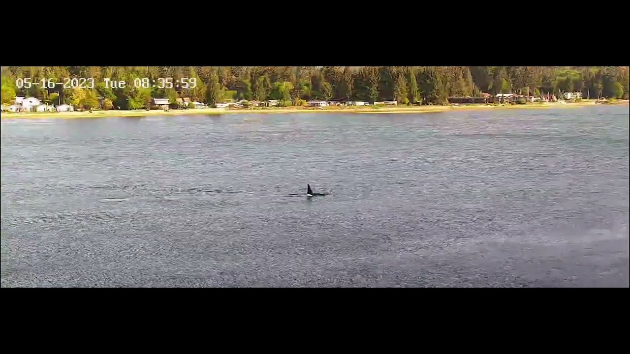 Dock Orca zoom - YouTube
