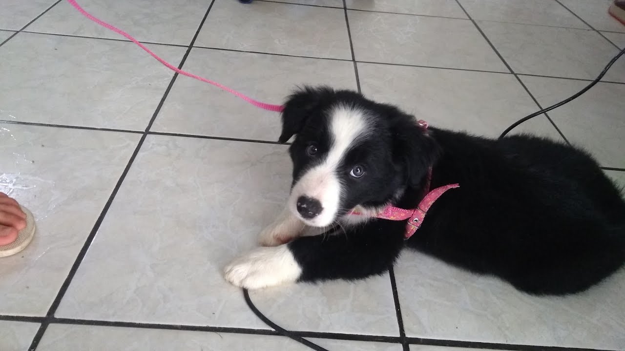 Primeiro dia da nossa cadela PINK ,da raça Border Collie, aqui em casa ...