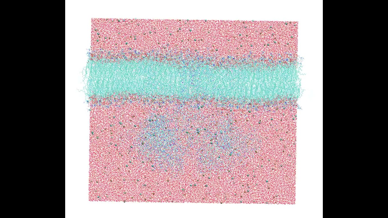 600,000 atoms in a simulation box (hBK TM protein in lipid bilayer with ...