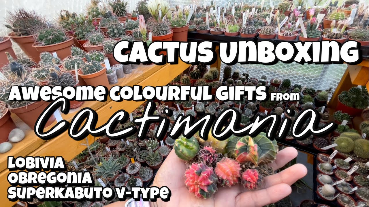 Cactus Unboxing from @Cactimania | Colourful cacti gift | variegated ...