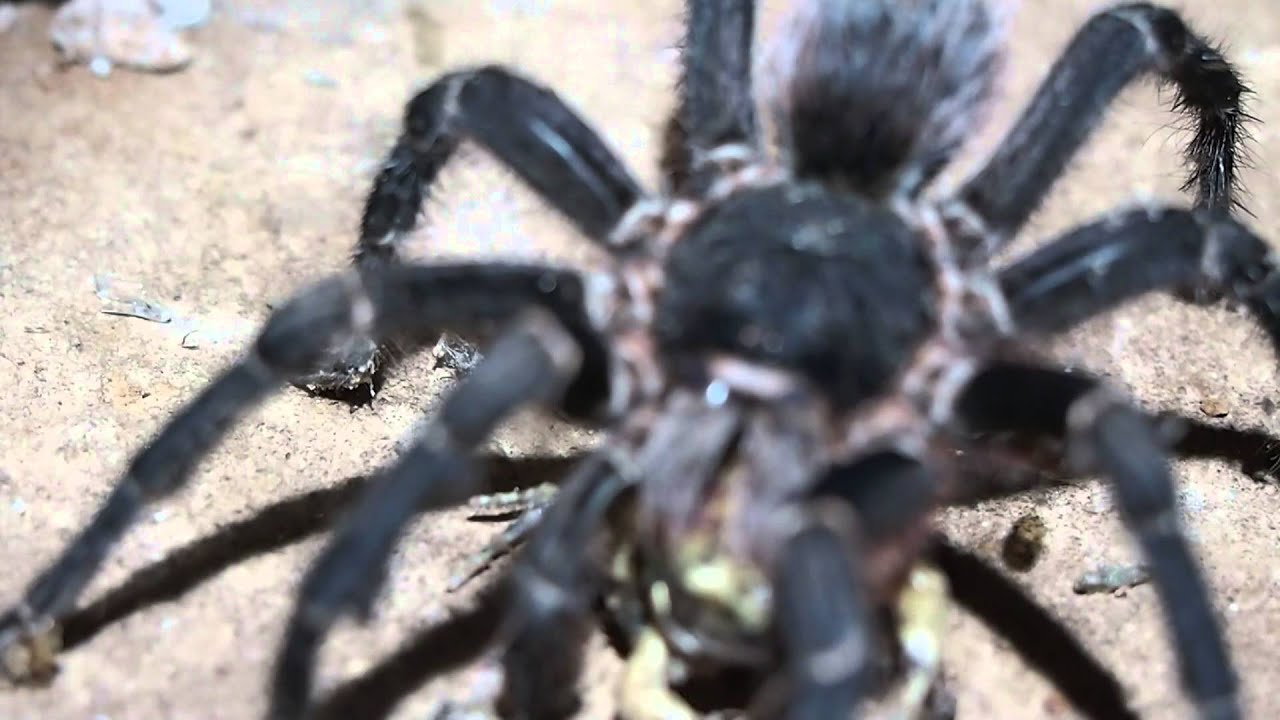 Tarantula v Frog - YouTube