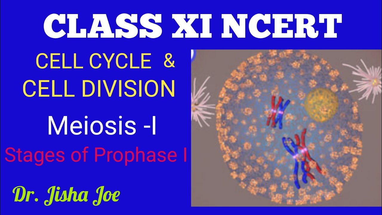Cell Cycle and Cell Division | Meiosis-I | Prophase-I | Class 11 ...
