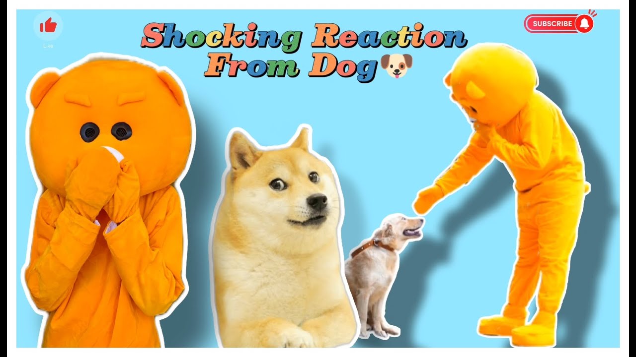 Shocking Reaction from Dog 🐕😂.... - YouTube