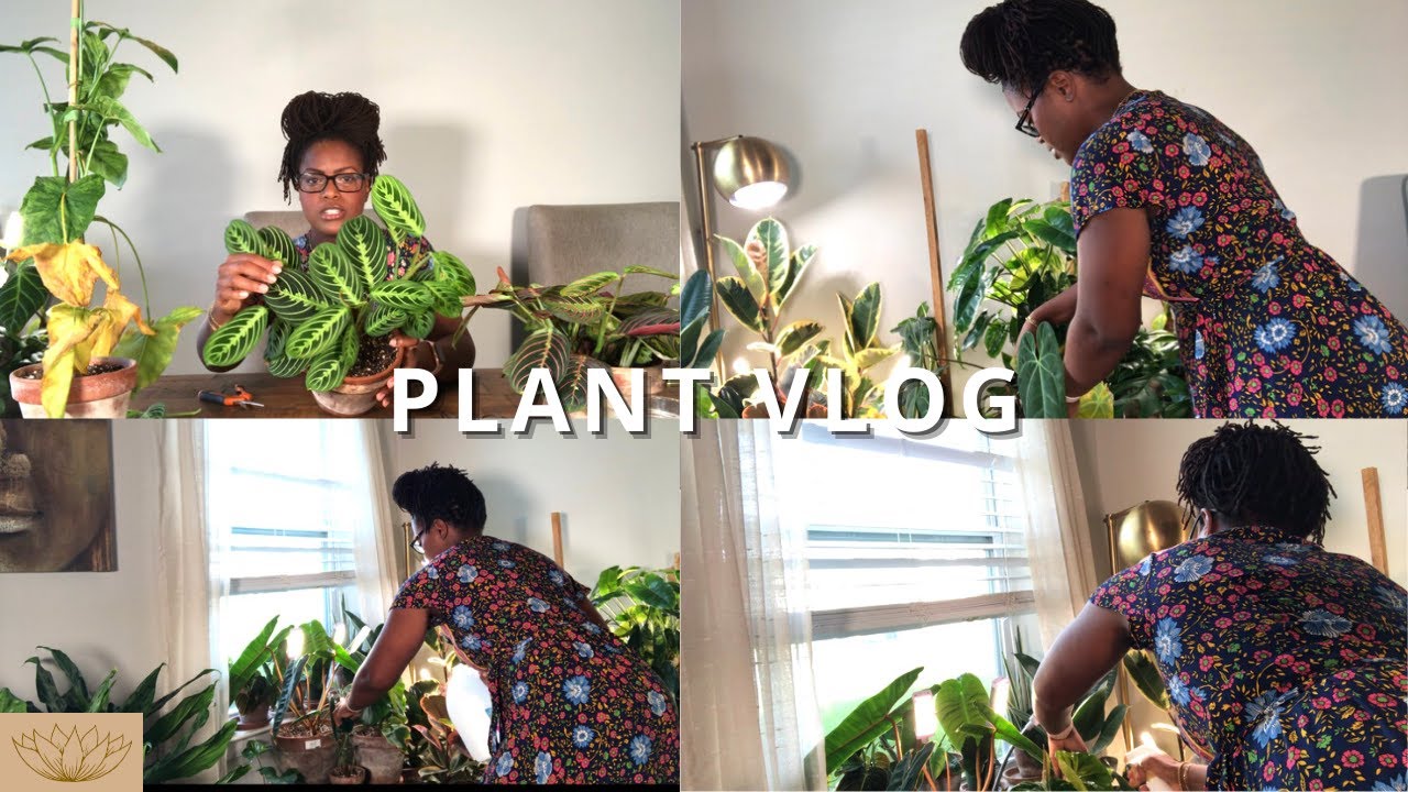 Plant Vlog | Propagating, Spraying, Snipping Yellow Leaves and Watering ...