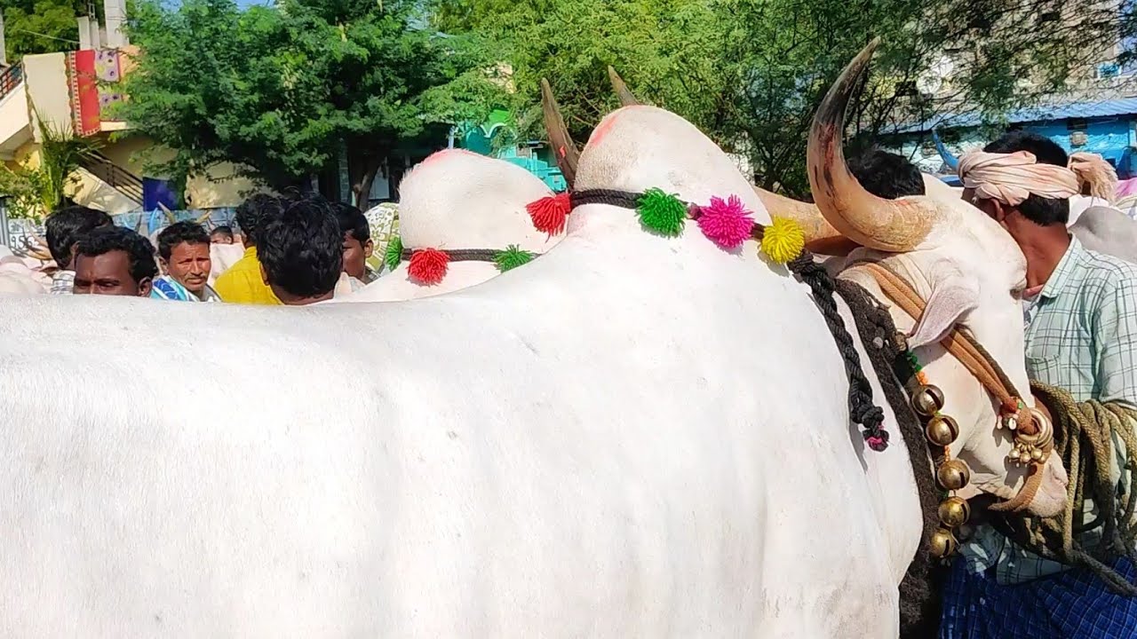 Yemmiganur kilara Bhaill videos // Farmer Market videos - YouTube