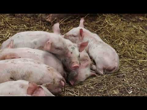 🌾🐽 Cómo Criar Marranos en tu Finca: Guía Fácil y Rentable en 7 Pasos 🔥💡 ...