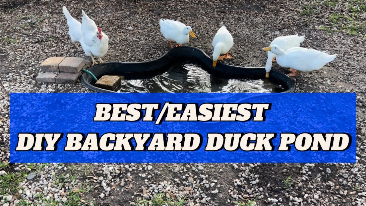 DIY Backyard duck pond! Super easy to clean DAILY! - YouTube