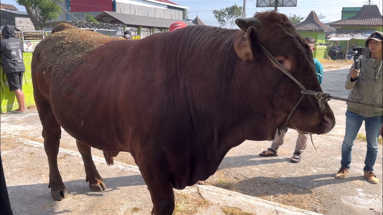 DEAL MURAH SAPI JUMBO MENUJU TEMANGGUNG‼️🔥 - YouTube