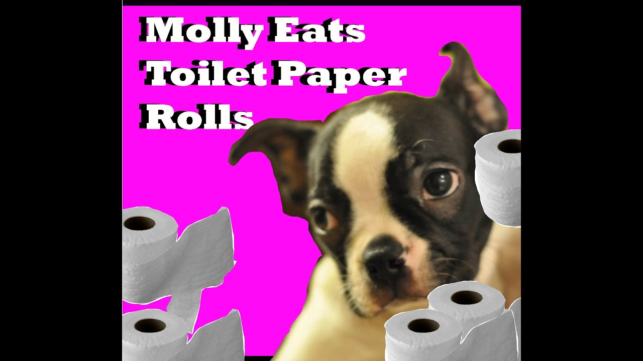 MY PUPPY EATS TOILET PAPER ROLLS CHRIS BROWN STYLE YouTube my-puppy-eats-toilet-paper-rolls-chris-brown-style-youtube