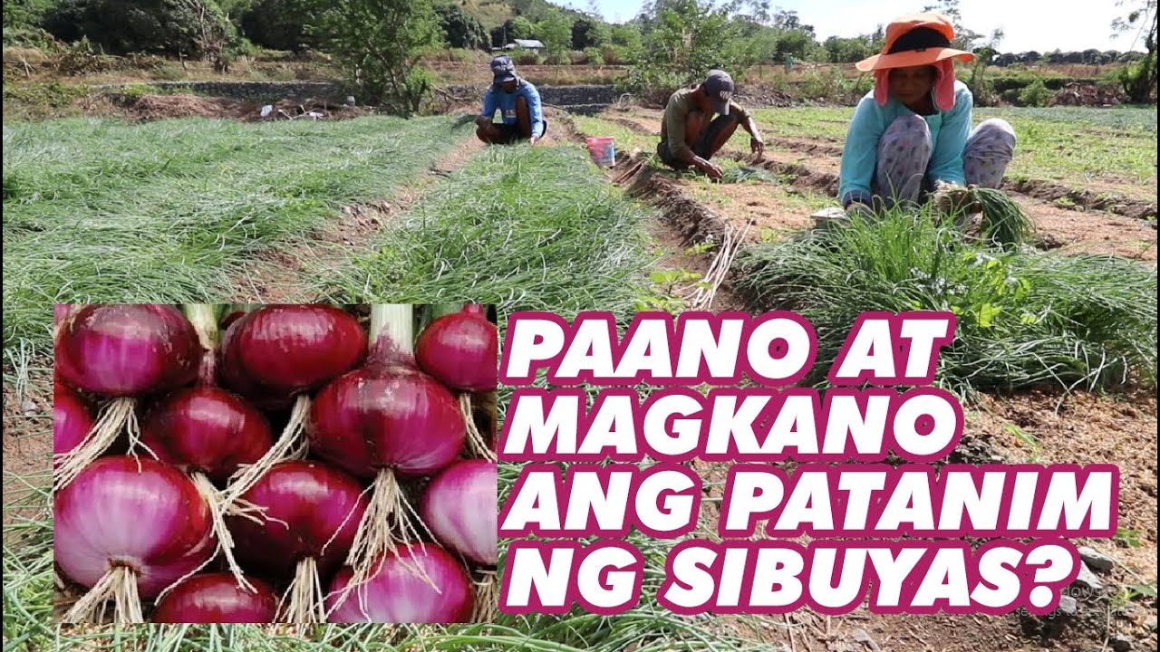 PAANO & MAGKANO ANG GASTOS SA PATANIM NG SIBUYAS SA NUEVA ECIJA | RED ...