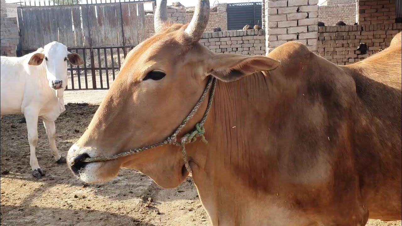 part 1 | sahiwal cow ki complete detail | 9th suwa | healthily beauty ...