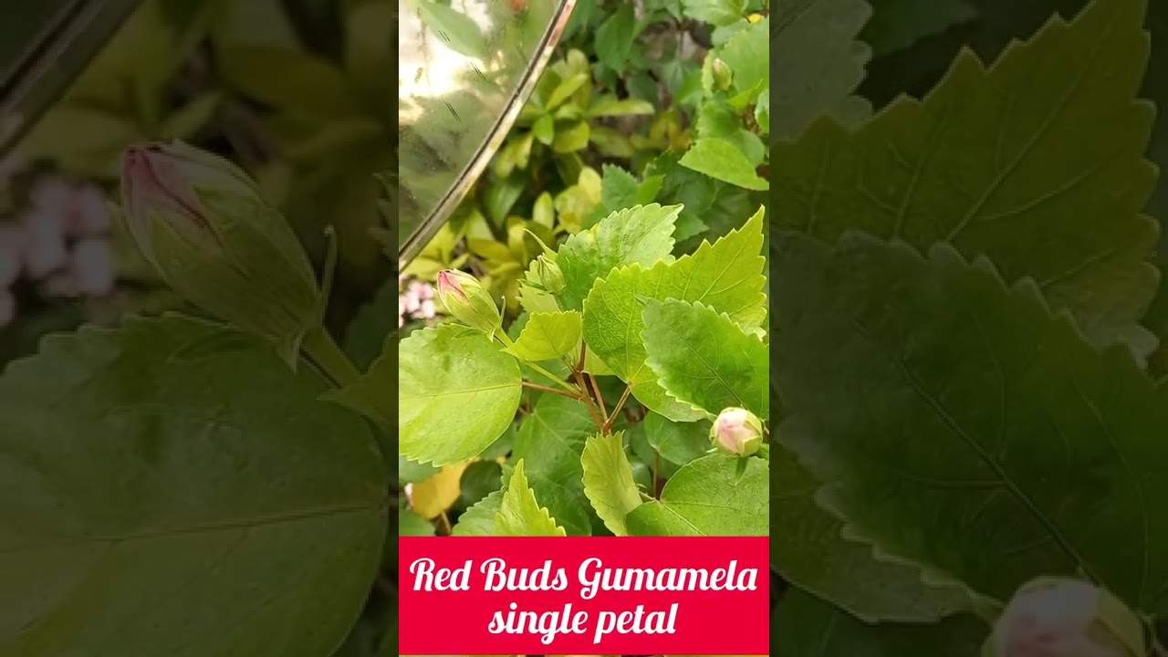 Cute Red Buds Gumamela Flowers - YouTube