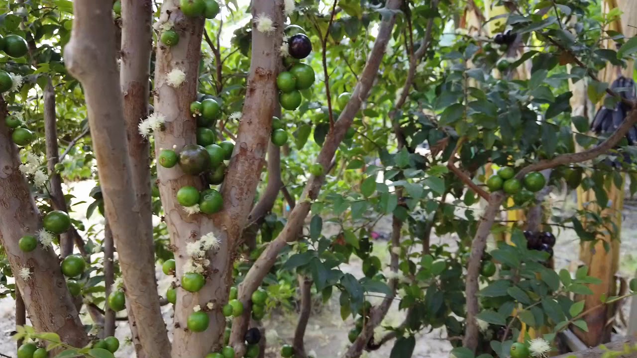 Sabara and Grimal Jaboticaba Trees - YouTube