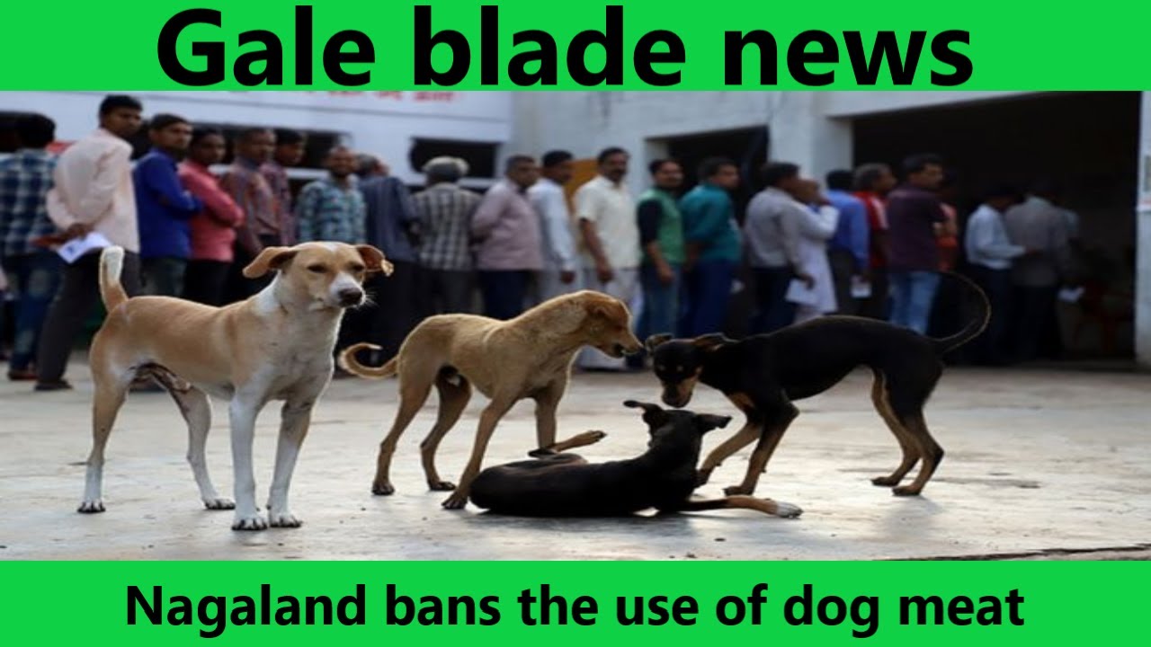 Dog meat banned in Nagaland - YouTube