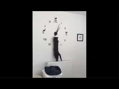 Ən Gülməli Heyvanlar - 2021 Gülməli Heyvanların Ən Yaxşısı