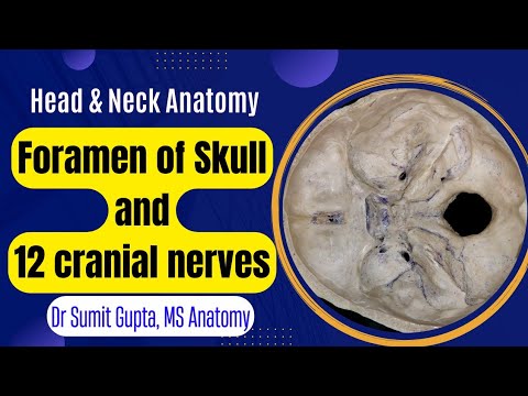 ALL CRANIAL NERVES THROUGH SKULL FORAMEN - YouTube