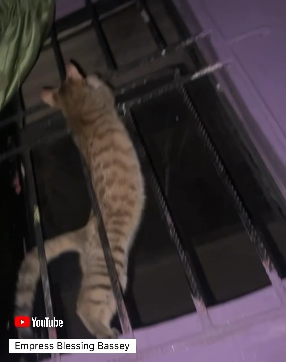 When You Can’t Sleep At Night Cause Your Cat Is Restless and In Pains # ...