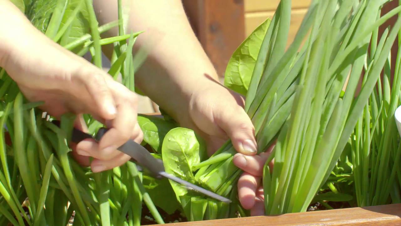 How to Harvest Scallions - YouTube