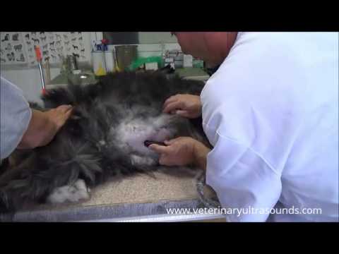 Veterinarian Diagnoses Splenomegaly in Dog due to Ascites - YouTube