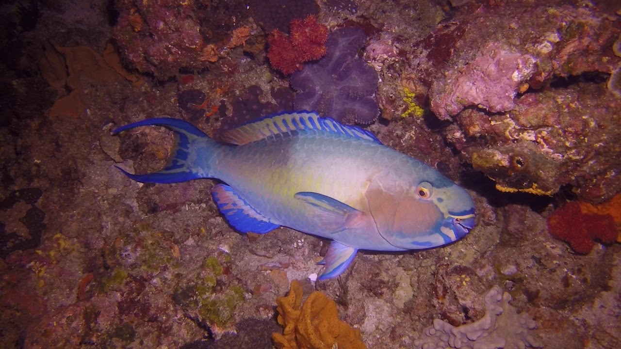 Sleepy Parrot Fish on Night Dive with Adventure Mania - YouTube