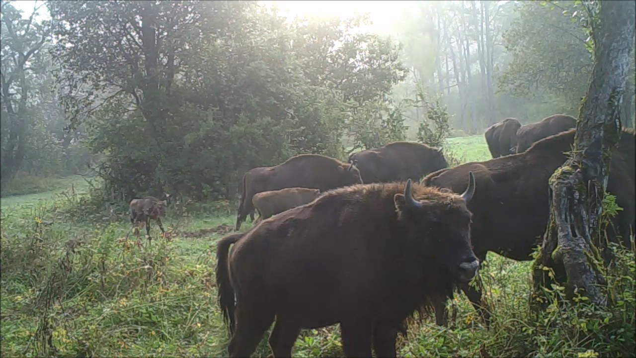 2016-09 Bisonte Europeo en libertad en Polonia - YouTube