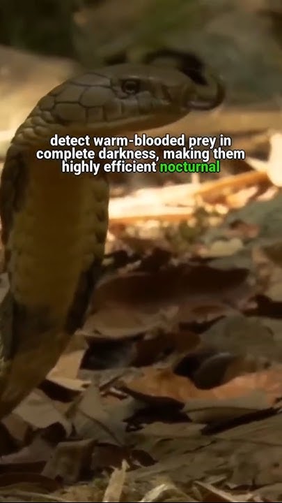 🐍Shadow Serpent: Deadly Mysteries of the Reticulated Python! # ...