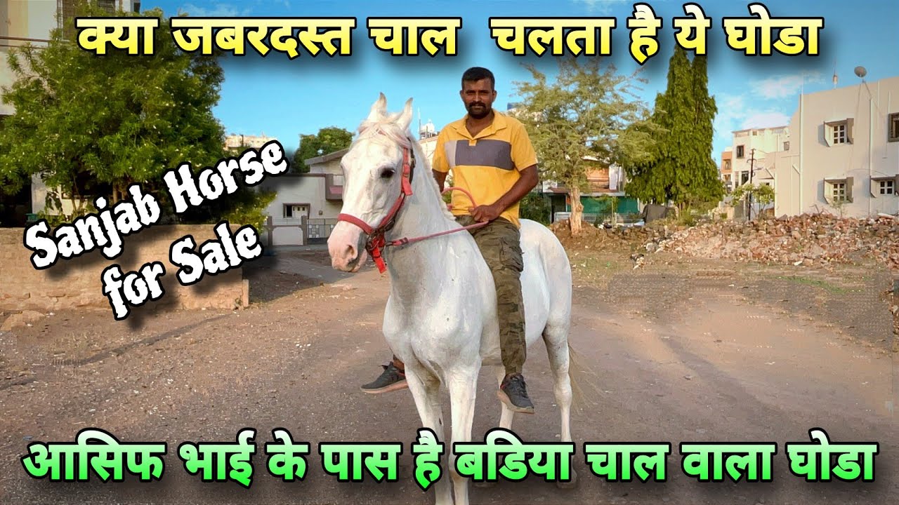 बग्गी का और चाल चलने वाला बडिया संजाब घोडो फॉर सेल। Sanjab Horse For ...
