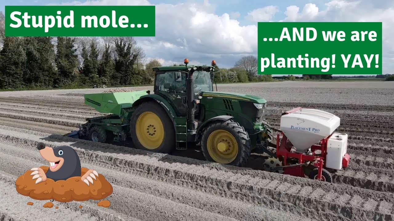 Can we catch the pesky mole?... AND we are planting potatoes! - Fenland ...