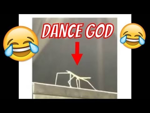 😂😂 Extremly Funny Stick Insect Dancing To Music Meme - Turn on the ...