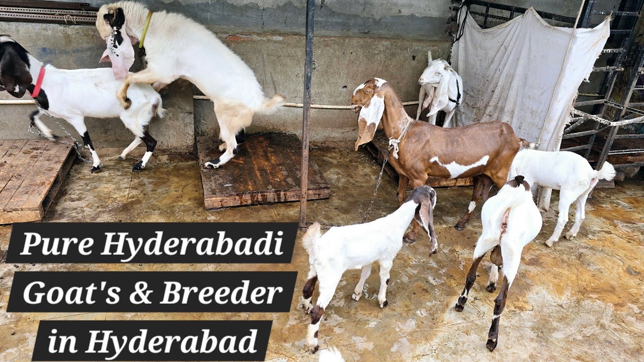 Top Quality Hyderabadi gulabi Goat's available in Hyderabad Jhirra ...
