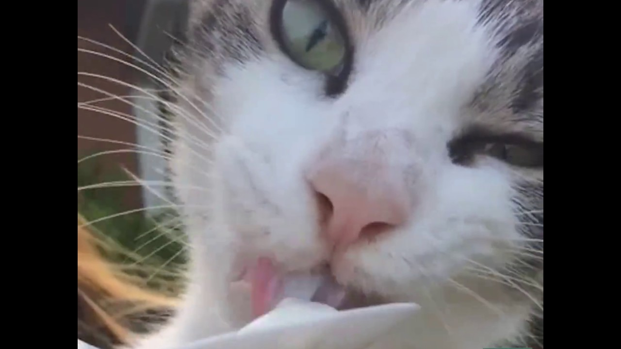 Cats getting brain freeze - YouTube