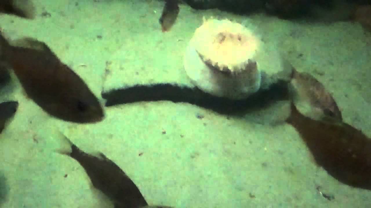 Pink Anemones, Reflective Fish at Seaside Aquarium - YouTube