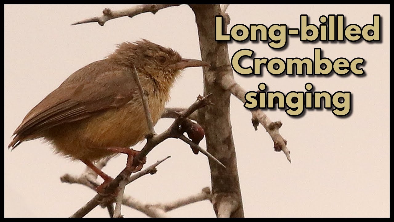 LONG-BILLED CROMBEC'S cheerful song on a hot day - YouTube