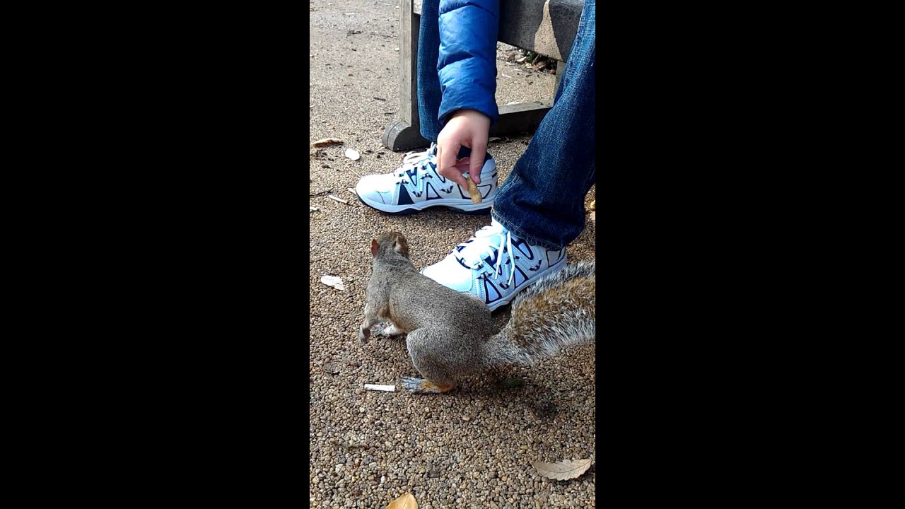 Squirrel attacks human in Hyde Park London - YouTube