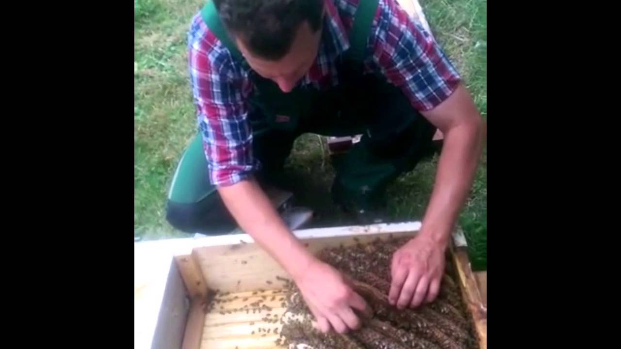 Checking a fixed comb hive - YouTube