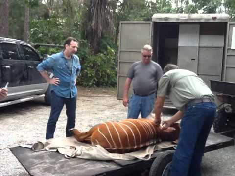 RSCF Bongo Move 4/15/2012
