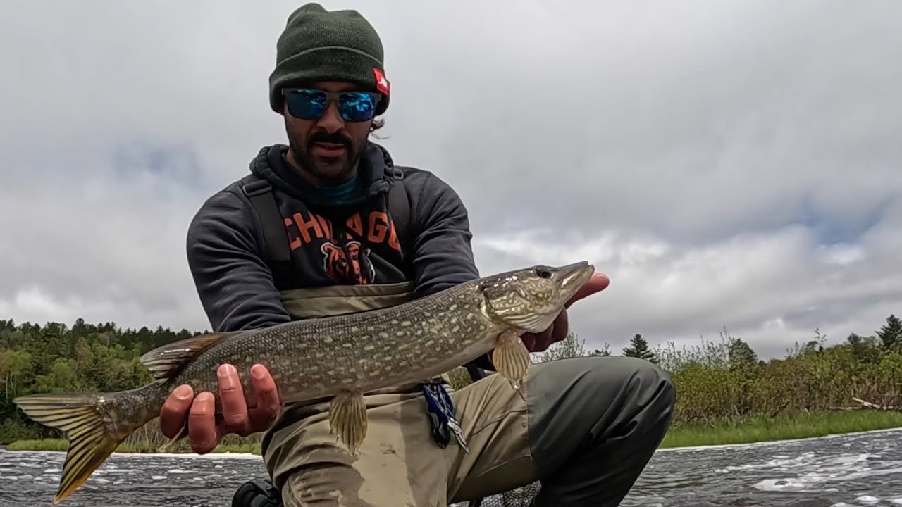 Michigan: 2 Days Catching River Northern Pike on Topwater Baits - YouTube