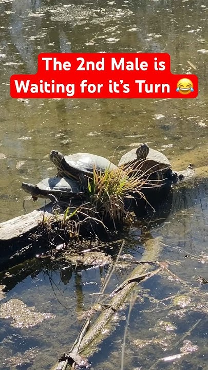 Turtles Love Triangle! 🐢 #funnyanimals #turtles #shorts - YouTube