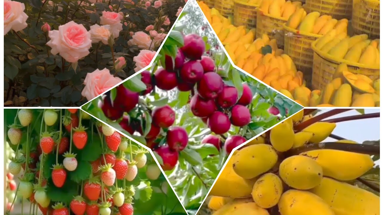 xar xidagi mevalar olma banan gular.different kinds of fruits, apples ...