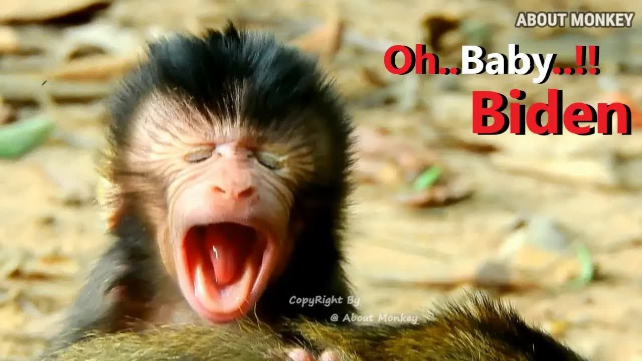 Oh !! What's Wrong For Poor Baby Monkey Biden Do You Need Mom Berth to Give You More Milk Biden ...