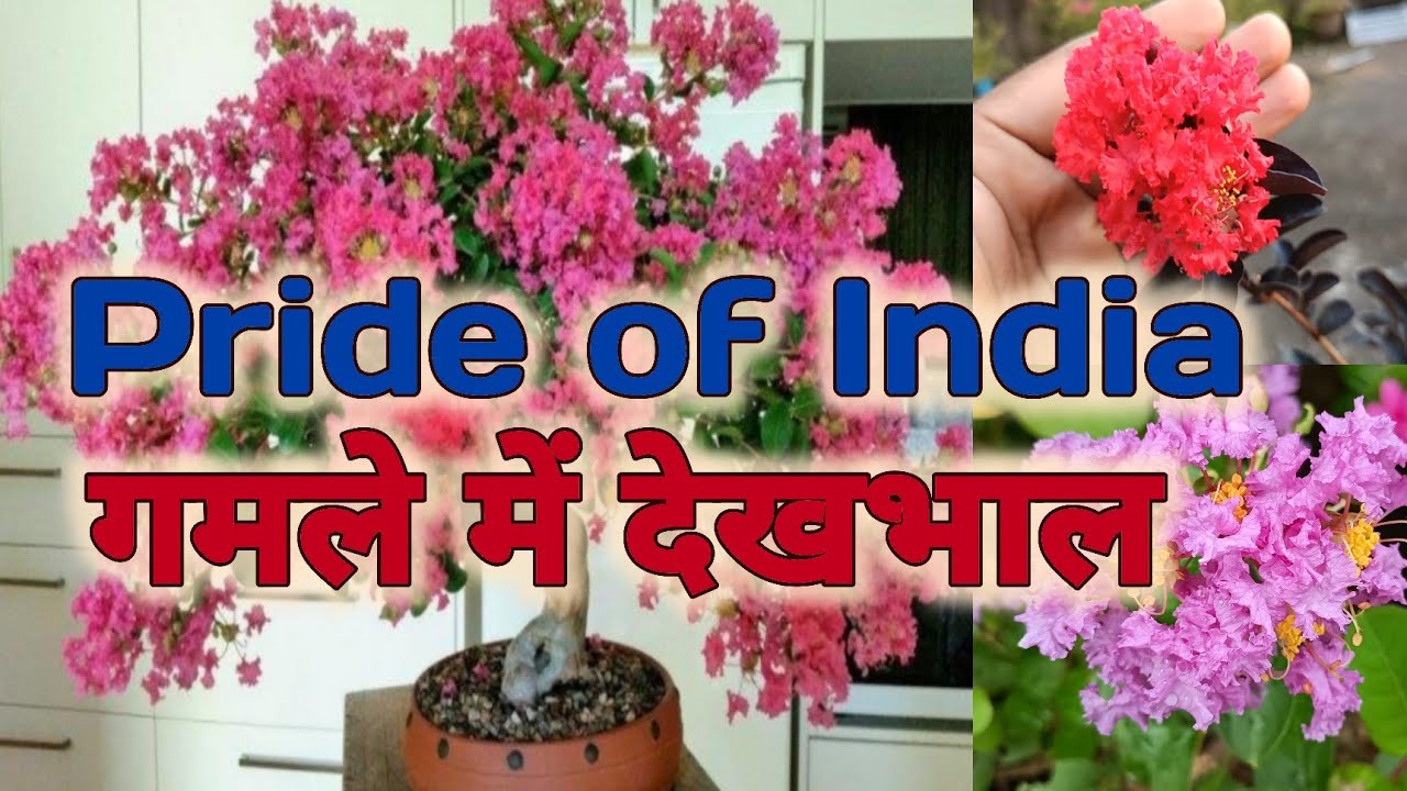 Furush/ Crape Myrtle/ Pride of India/ Jarul/ Savni/ Legestromia Plant ...