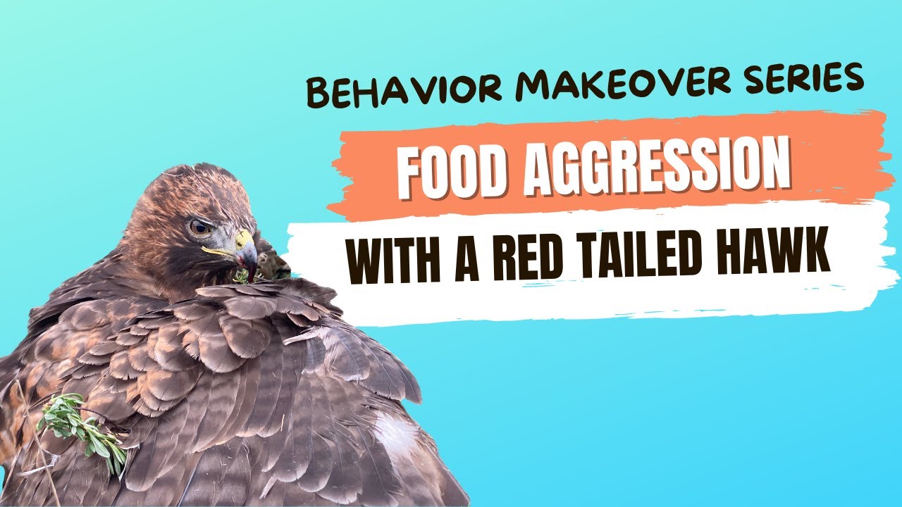 Wild Red Tailed Hawk Eats Cooked Chicken Legs Youtube Red Shouldered