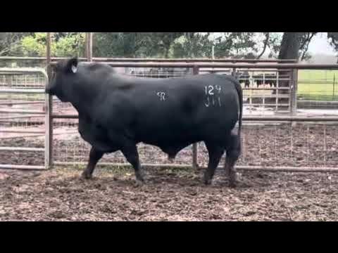 Brangus bulls Registered and ready to Work! - YouTube