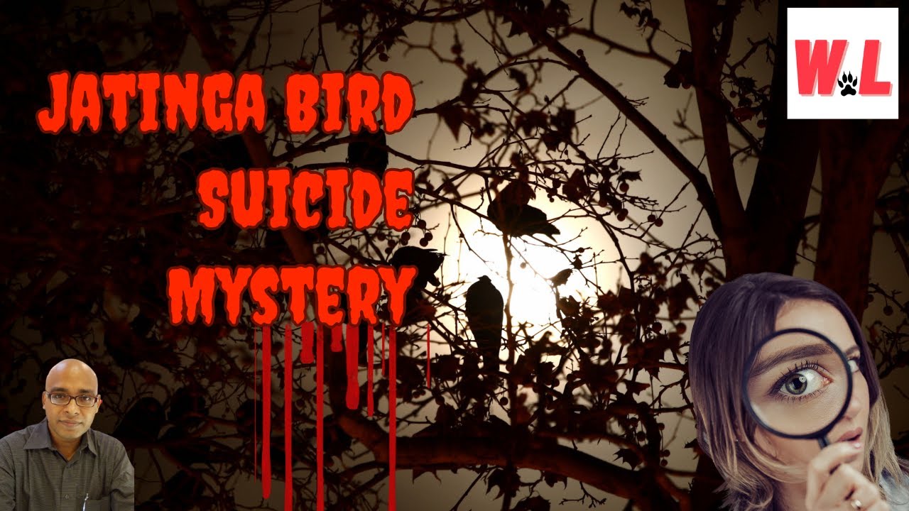 Jatinga Bird Suicide Mystery: Exploring the Unexplainable - YouTube